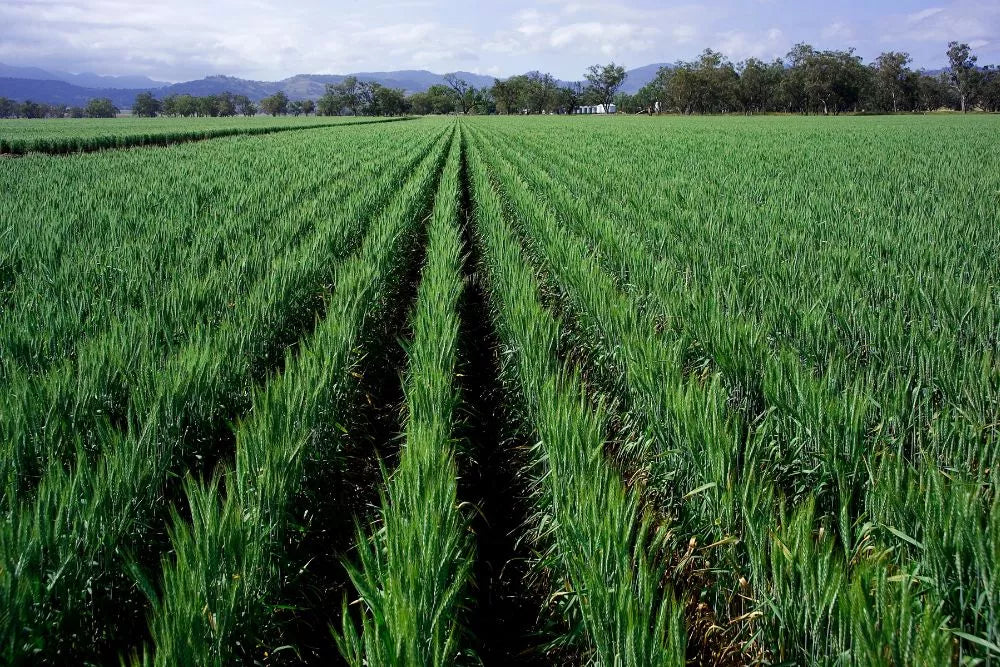 Tratamente esențiale pentru cultura de grâu în faza de burduf și ...