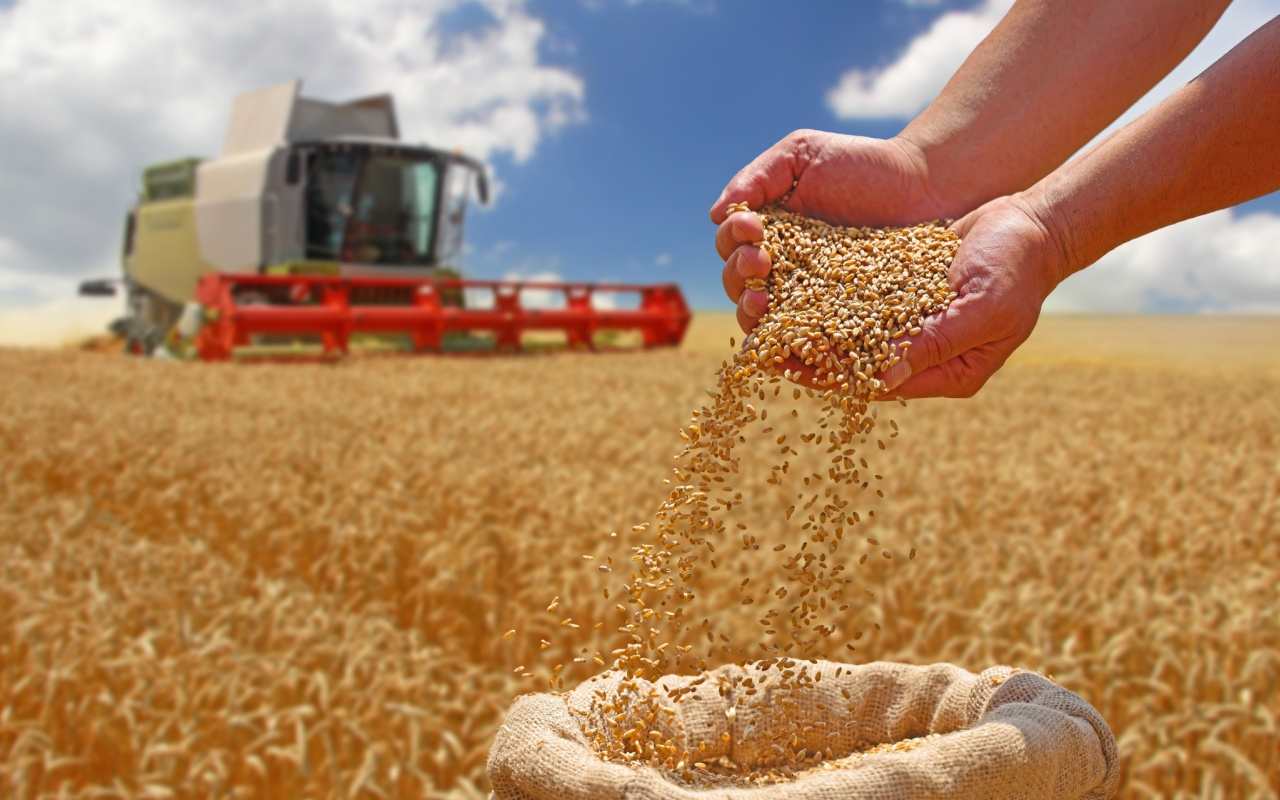 Cultura de orz - care este diferența dintre orz și orzoaică și când se ...