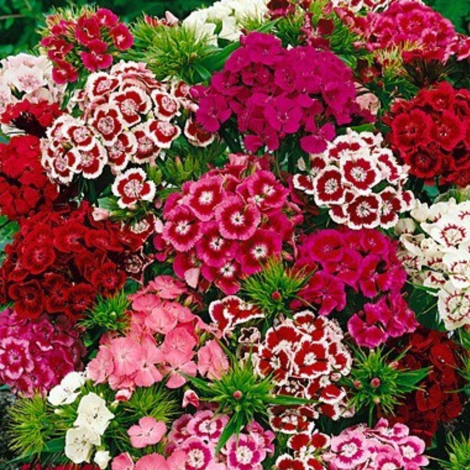 Seminte legume romanesti - Hectarul.ro